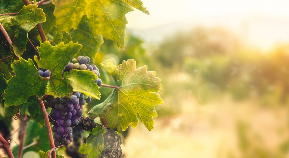 The story of God's vineyard - Living Lutheran